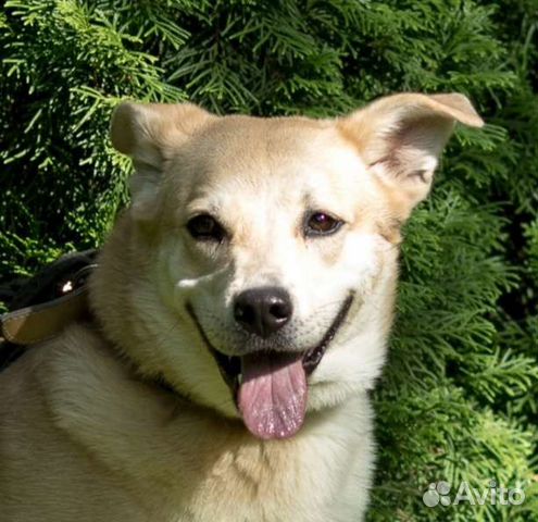 Собака Белка. Гроза гопников