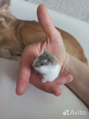 Хомяк кемпбелла