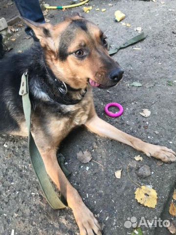 Молодой пёс Арчи-Сетик