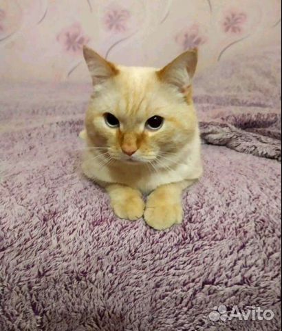 Кот
