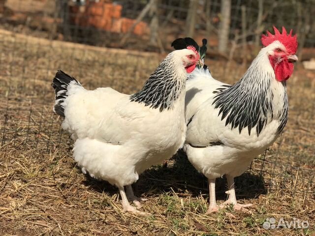 Цыплята кур месячные