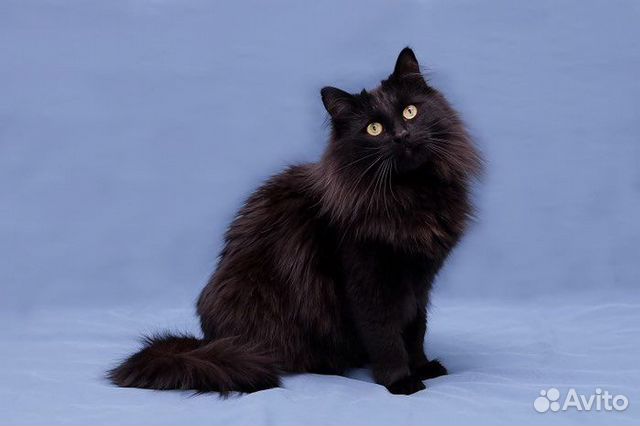 Кошки и котята в дар