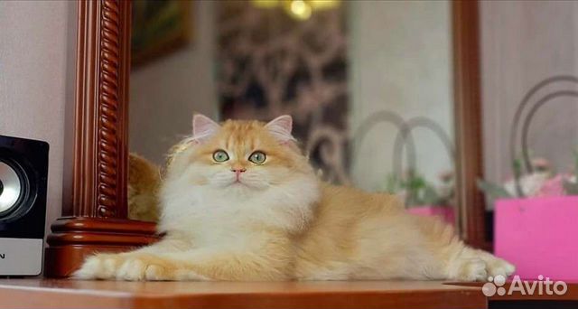 Золотые британцы. Кот