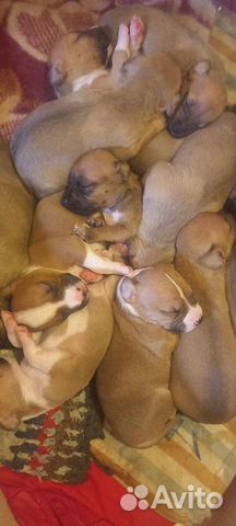 Щенки стаффорда