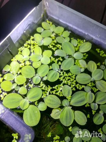 Пистия, ряска