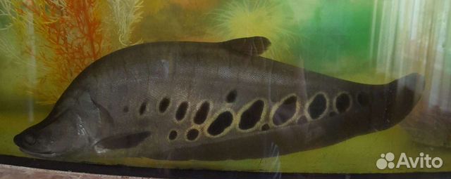 Рыба аквариумная
