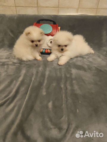 Померанский шпиц медвежьего типа