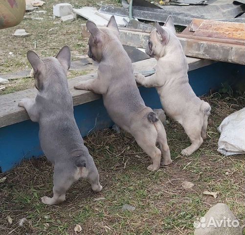 Французский бульдог