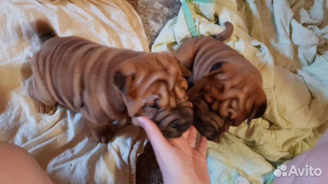 Щенки шарпей