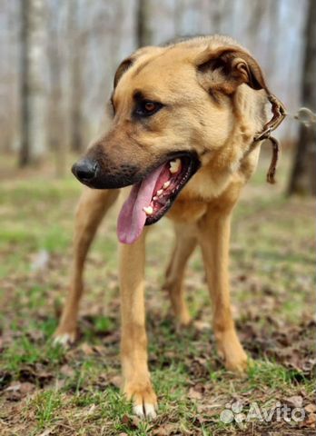 Никому ненужный пес ждет своего человека