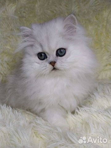Персидская серебристая шиншилла