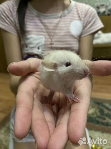 Крыса дамбо