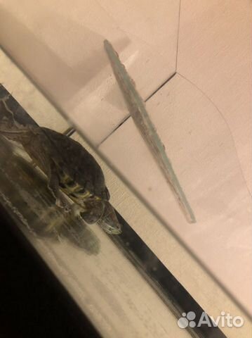 Черепаха с аквариумом