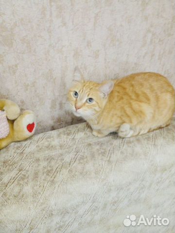 Солнечный котик ищет дом
