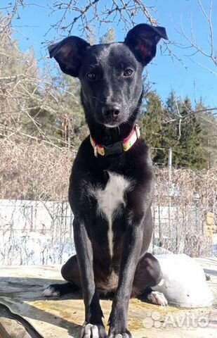 Щенок-подросток