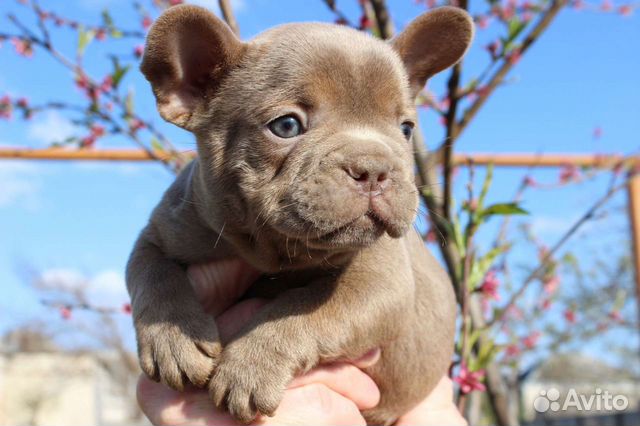 Изабелловый окрас, шикарные щенки