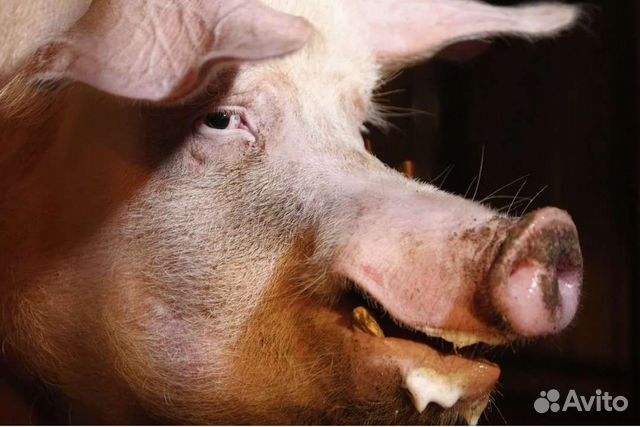 Продам хряка