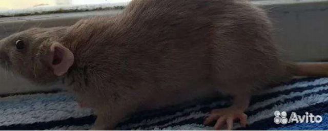 Декоративная крыса дамбо