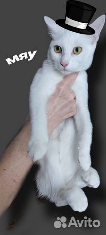 Отдам белого котика