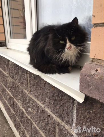 Нужна помощь брошенной кошке