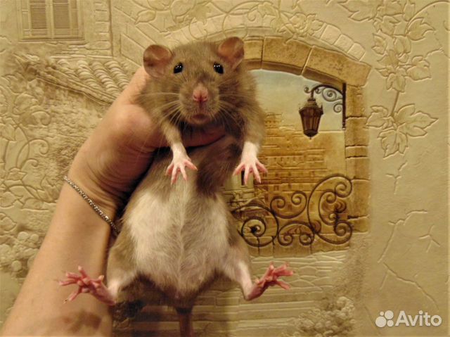 Отдам крысят девочек в хорошие руки. клетка