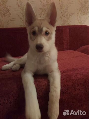 Щенки сибирской хаски