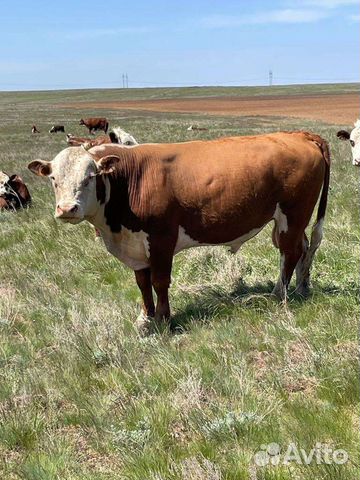 Быки на племя