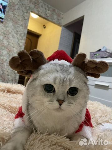 Скотиш фолд вязка. Ищем кошечку