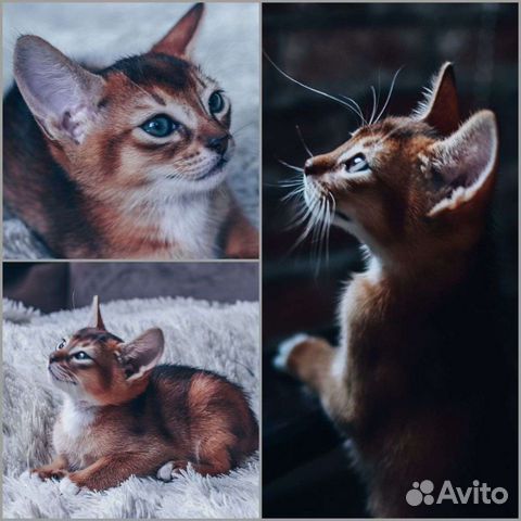 Абиссинские Котята