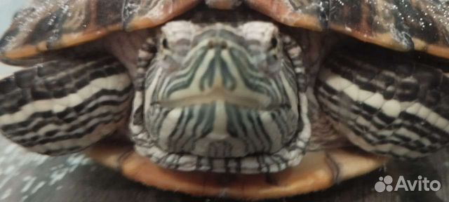 Красноухая черепаха с аквариумом