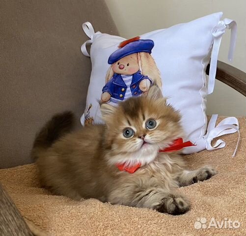 Золотце пушистое