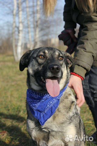 Извини, что я без породы