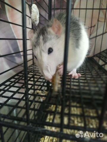 Отдам любимых крыс
