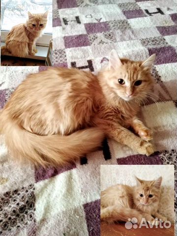 Отдам котенка подростка