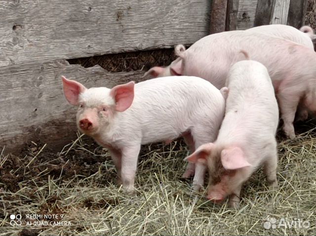Продам поросят