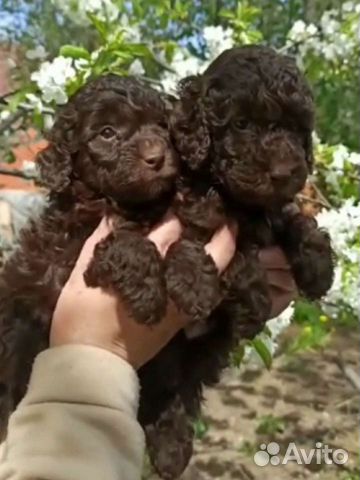 Пудель шоколадный девочки и мальчики скор