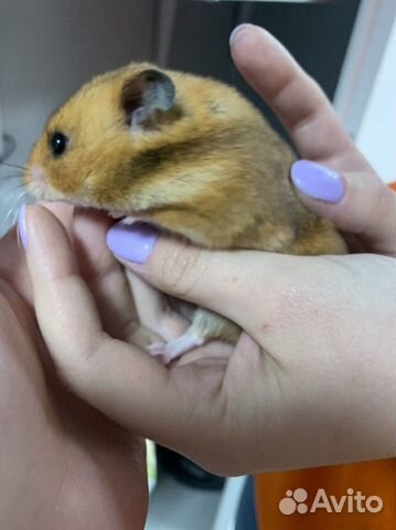 Хомяк девочка в дар