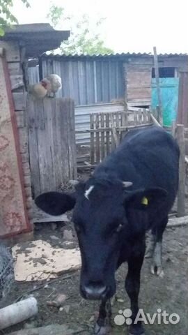 Молочная корова