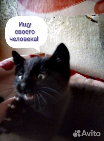 Котики бесплатно в добрые руки