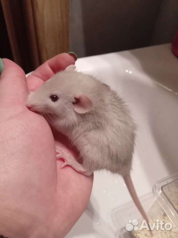 Крысята лапочки дамбо