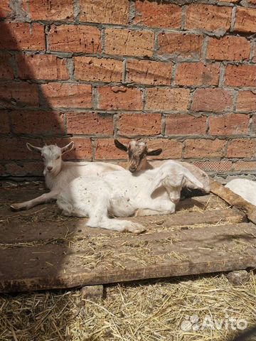 Месячные козлята