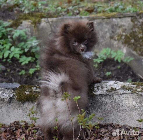 Щенки шпица