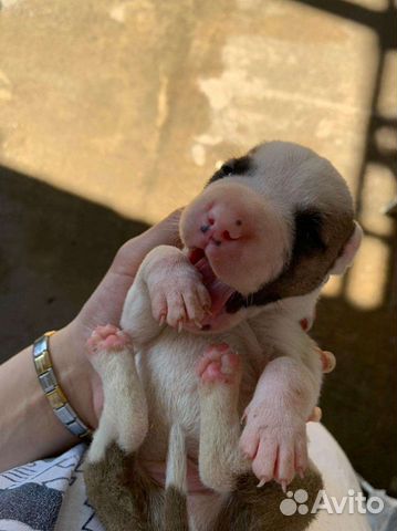 Щенок в добрые руки