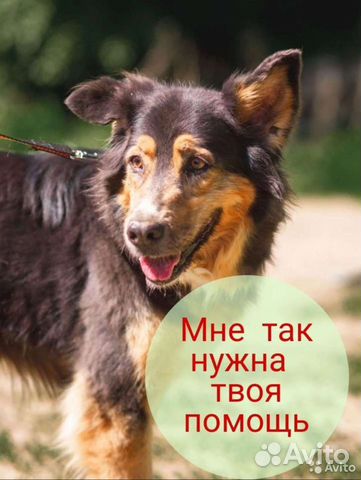 Собака