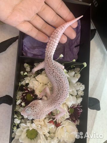 Эублефар самец Universe het Bell Albino