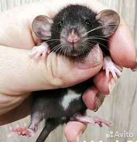 Крыса дамбо