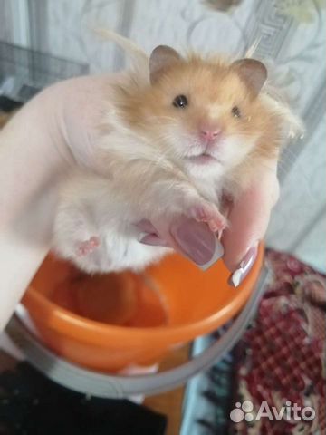 Сирийский хомяк