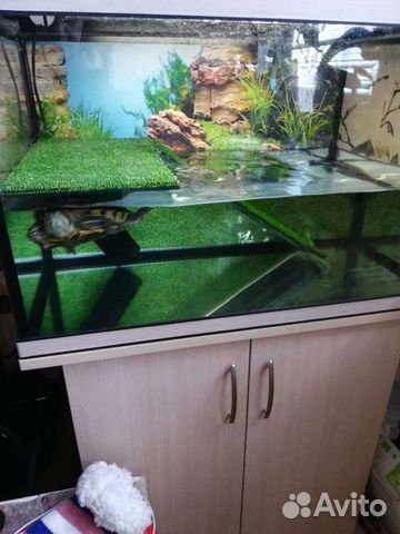 Аквариум и черепаха