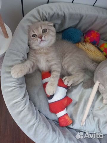 Шотландские вислоухие котята