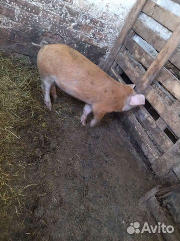 Продажа свиней